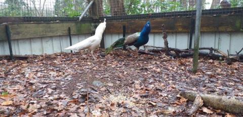 GOOD BYE 2022, GOEIEMORGEN 2023 | SOS wilde dieren