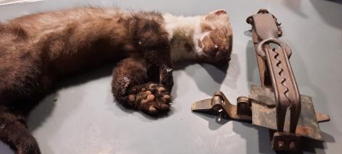 MARTER IN KLEM | SOS wilde dieren